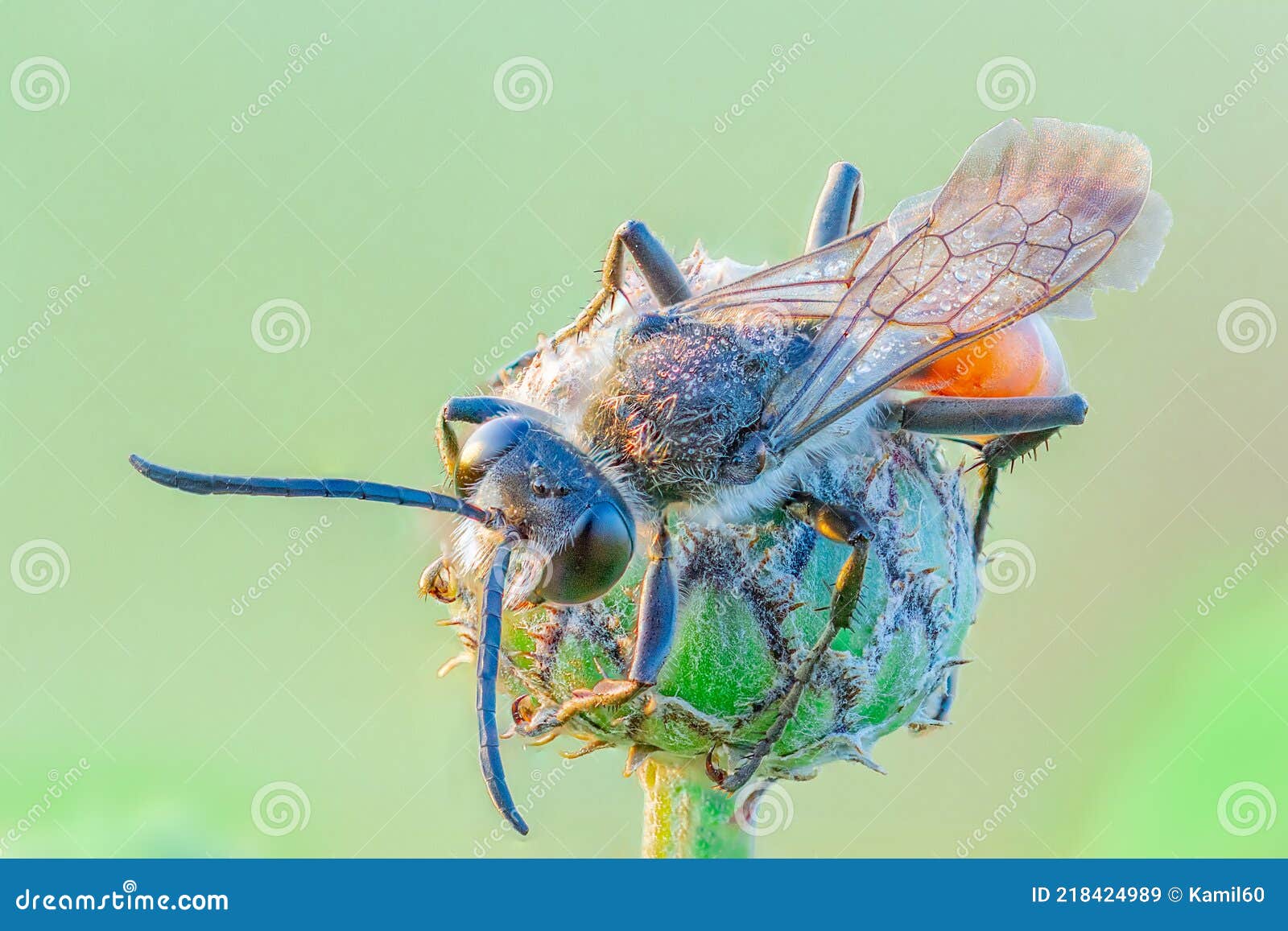 Wasp on a flower bud stock image. Image of flower, nature - 218424989