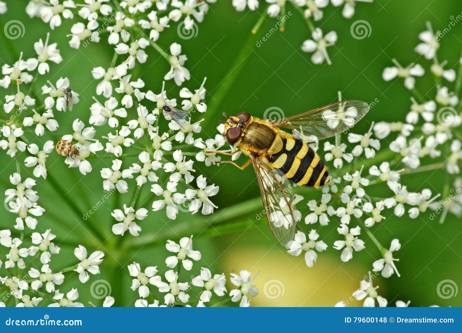 Wasp on flower stock photo. Image of wings, summer, nature - 79600148