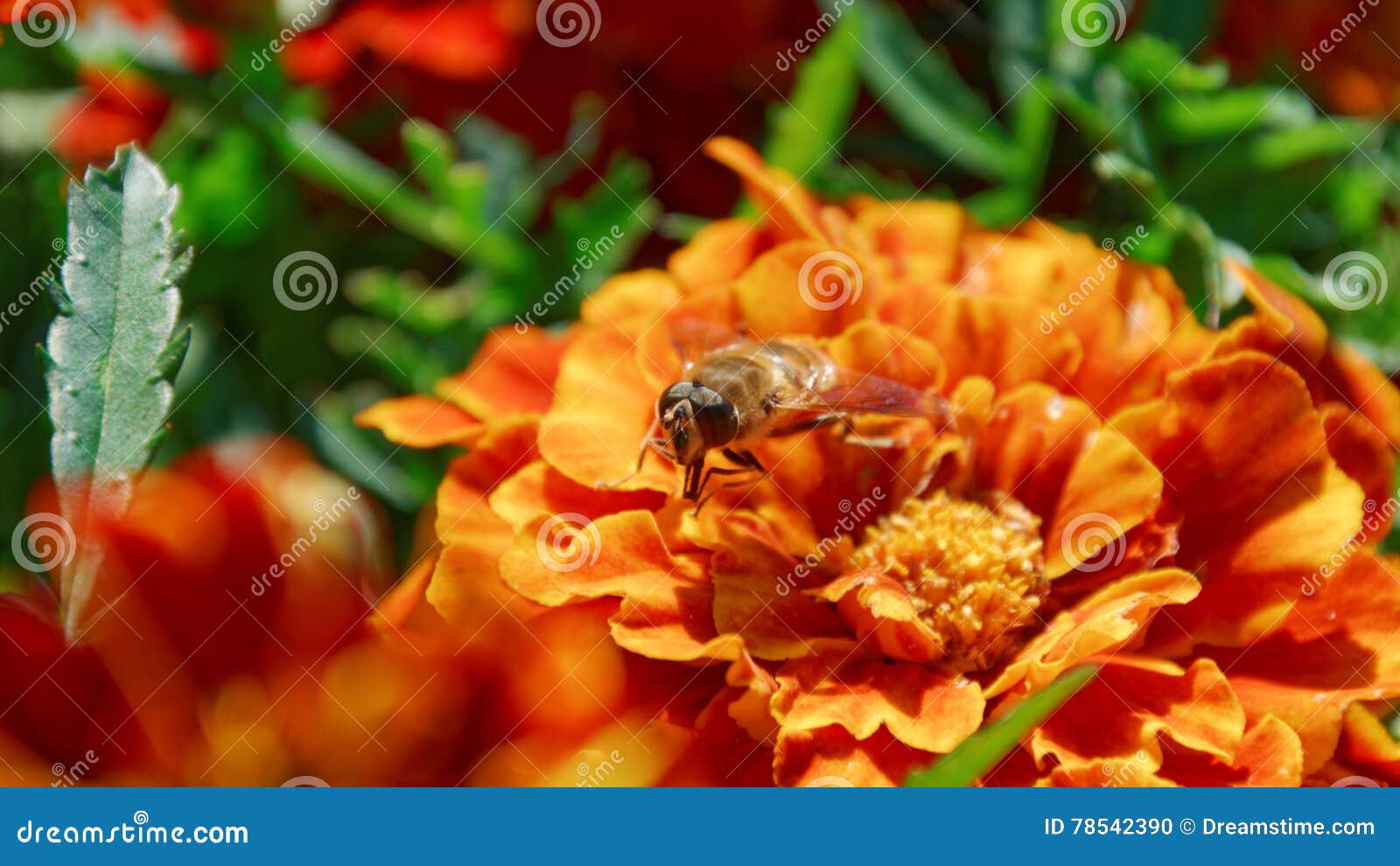 Wasp on a Flower. Harvester Stock Photo - Image of harvester, east ...
