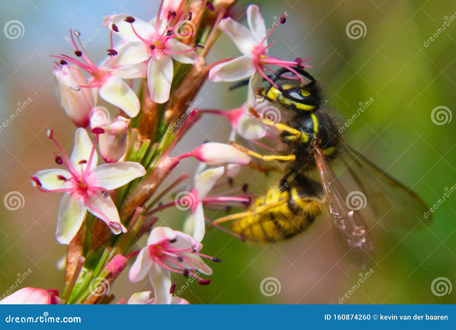 Wasp on flower macro stock photo. Image of wasp, wild - 160874260