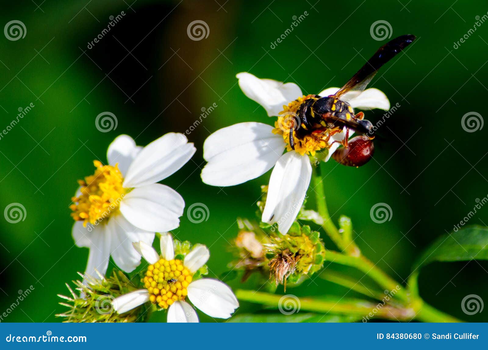 WASP on FLOWER with a RED SAC on TAIL Stock Photo - Image of solitary ...