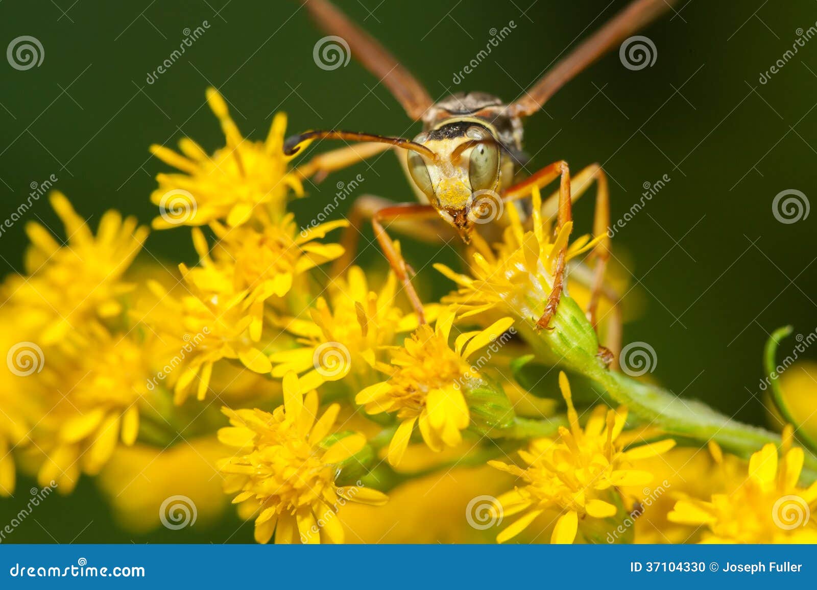 Wasp on a Flower stock photo. Image of flower, polistes - 37104330