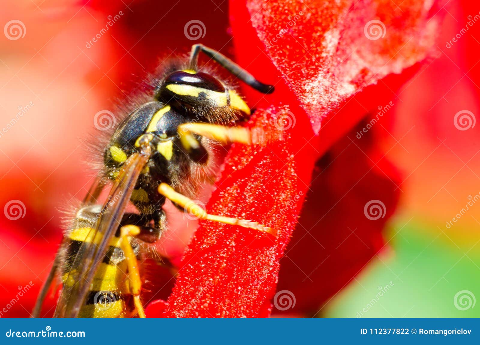 Wasp on a flower stock photo. Image of honey, pink, insect - 112377822