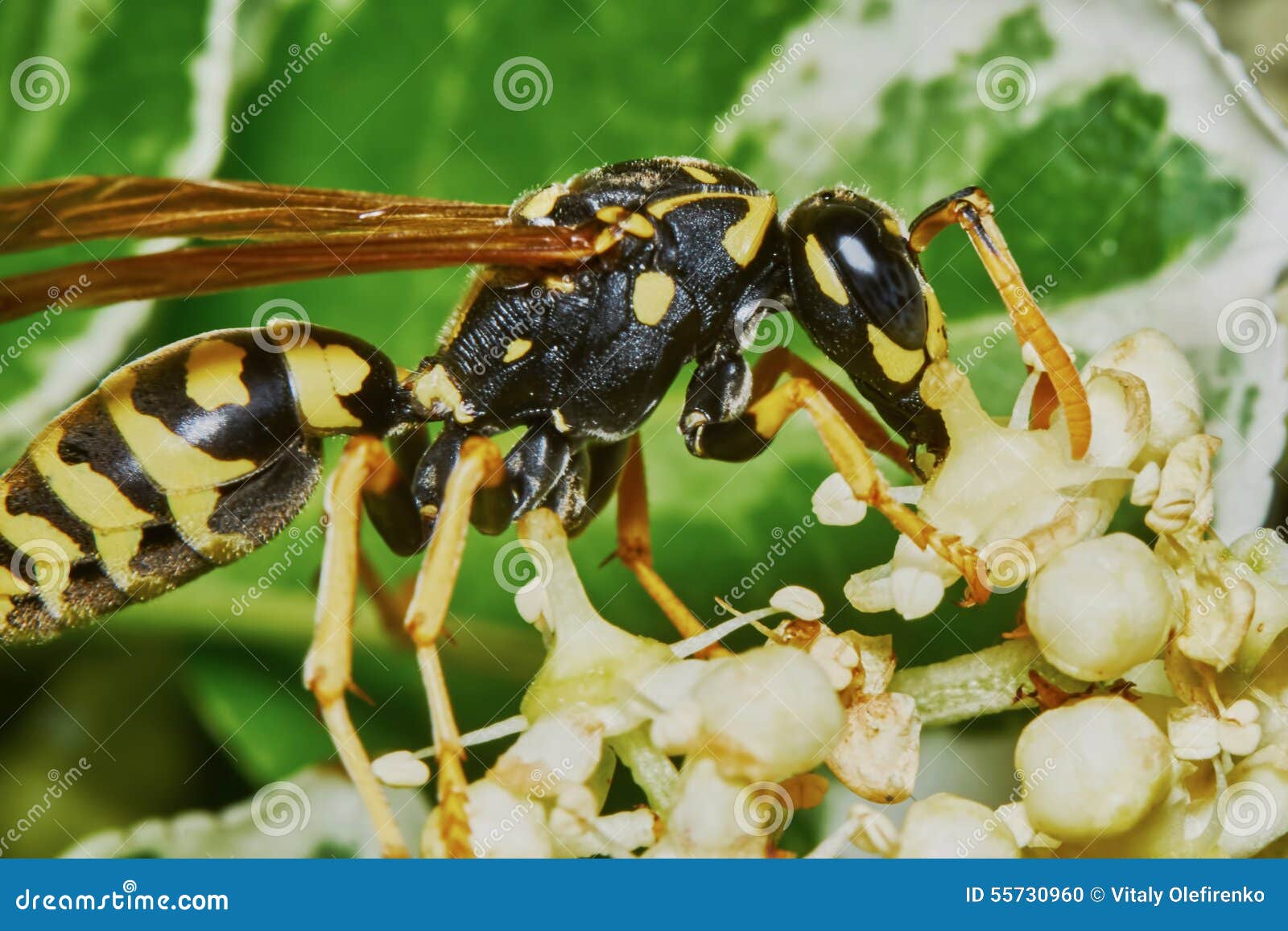 Wasp on a flowering tree stock photo. Image of nature - 55730960