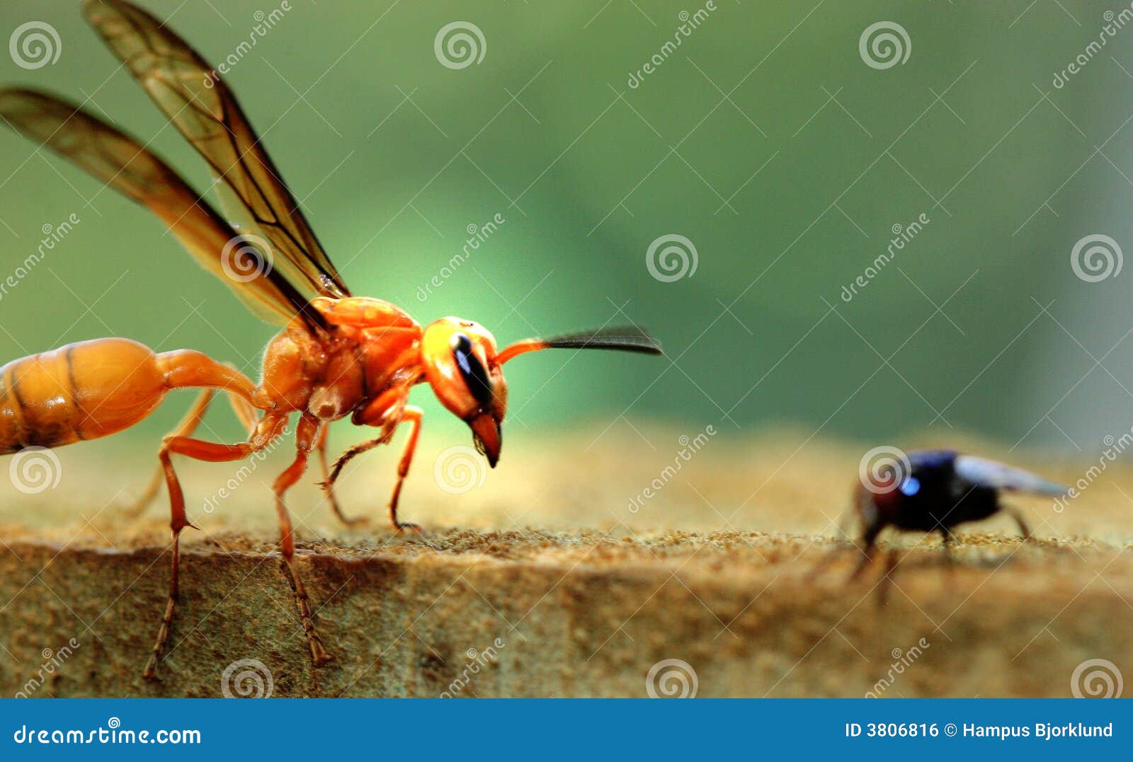 Wasp and fly closeup stock photo. Image of oppose, orange - 3806816