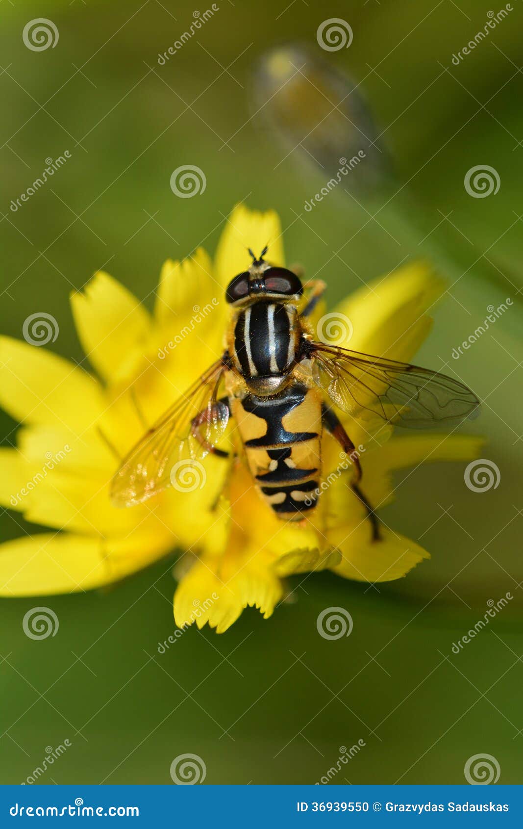 Wasp fly stock photo. Image of nature, macro, outdoor - 36939550