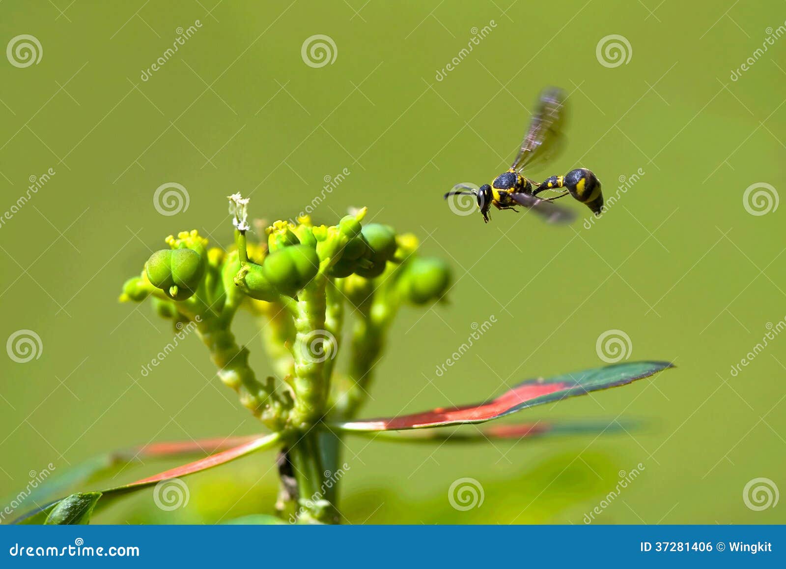 Wasp flying stock photo. Image of areas, wilderness, foraging - 37281406