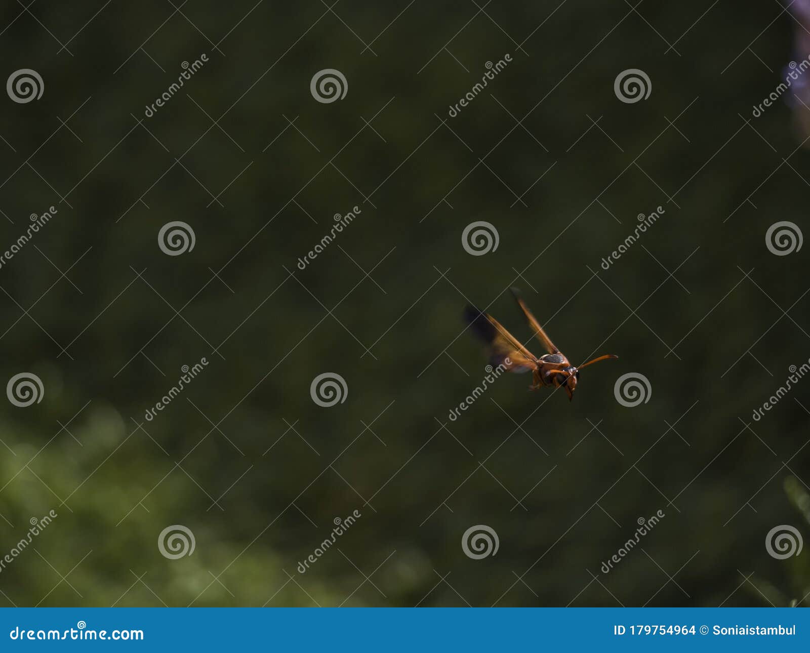 Wasp flying near stock photo. Image of poisonous, natural - 179754964