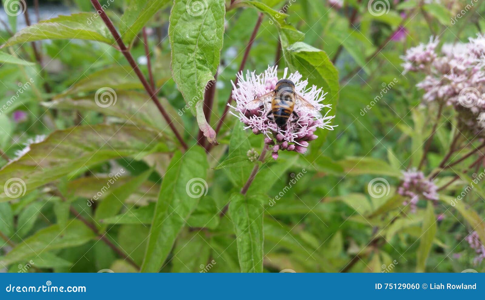 Wasp stock photo. Image of pollen, happy, flowers, wasp - 75129060