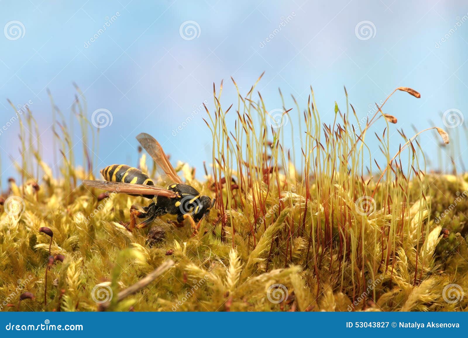 Wasp in Forest on Fresh Green Lush Moss. Macro Stock Image - Image of ...