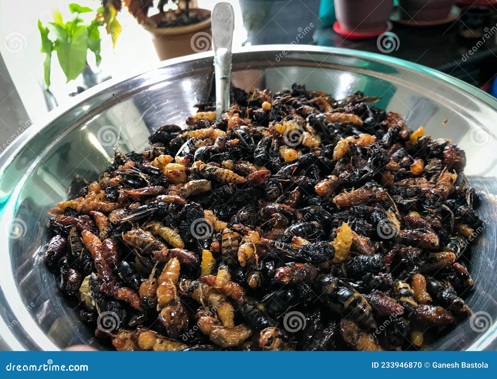 Wasp: Fried and Ready To Eat Stock Photo - Image of close, meat: 233946870