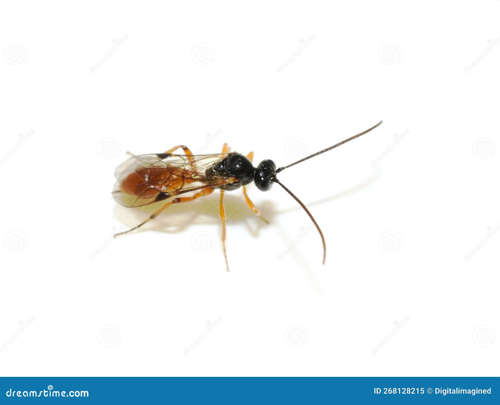 Wasp of the Genus Microplitis on White Stock Image - Image of wings ...
