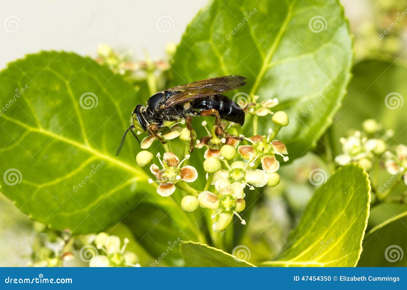 Wasp on a green bush stock photo. Image of drinking, bush - 47454350