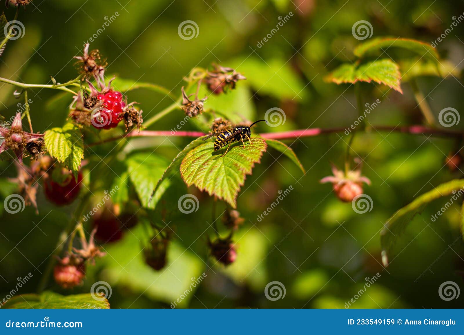 Wasp on a Green Leaf of Raspberry Tree Stock Image - Image of harvest ...