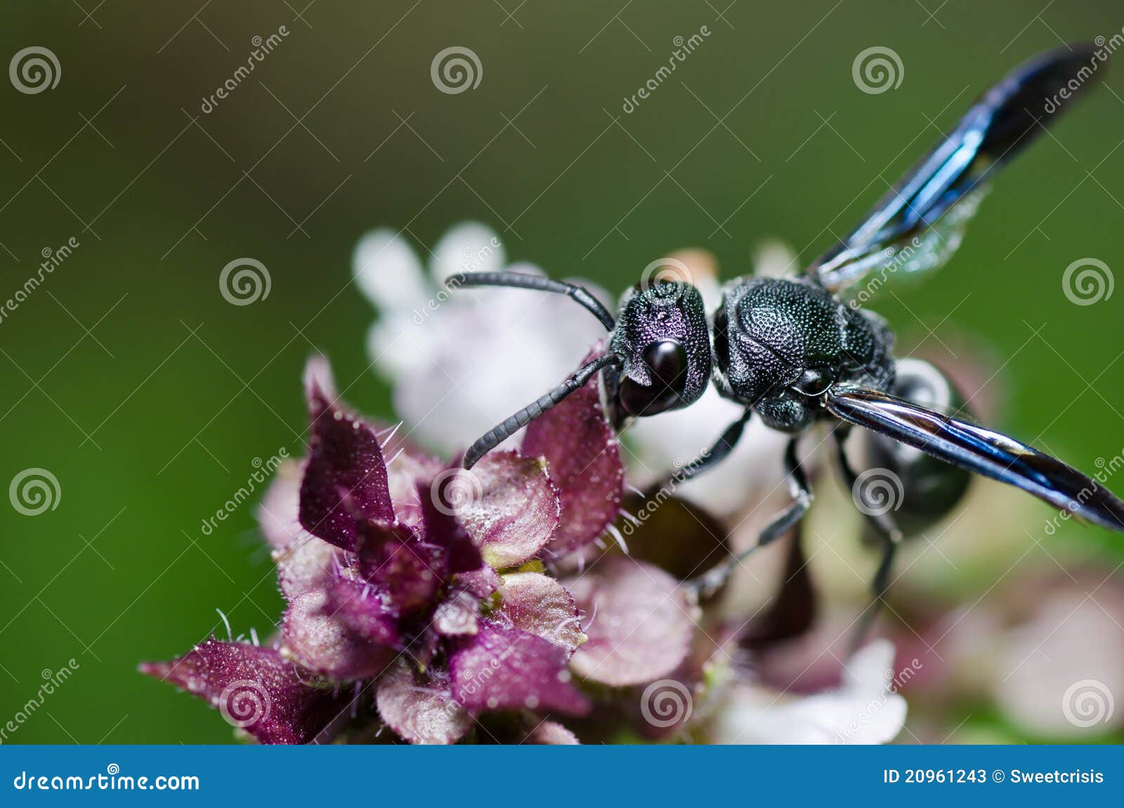 Wasp in green nature stock image. Image of wasp, insect - 20961243