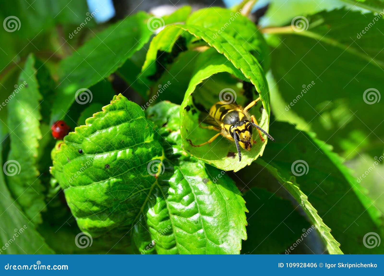 Wasp in Green Raspberry Leaves Stock Photo - Image of insect, sting ...