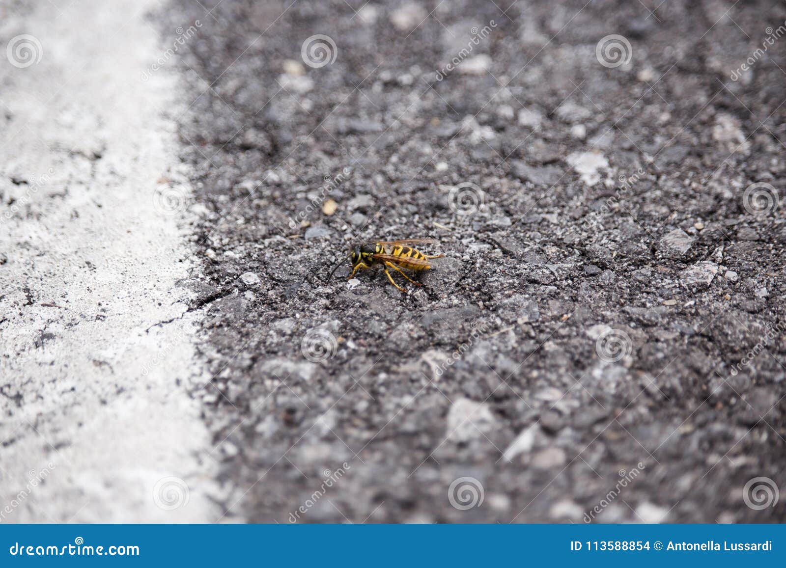 Wasp on the Ground on Asphalt Stock Photo - Image of beautiful, focus ...