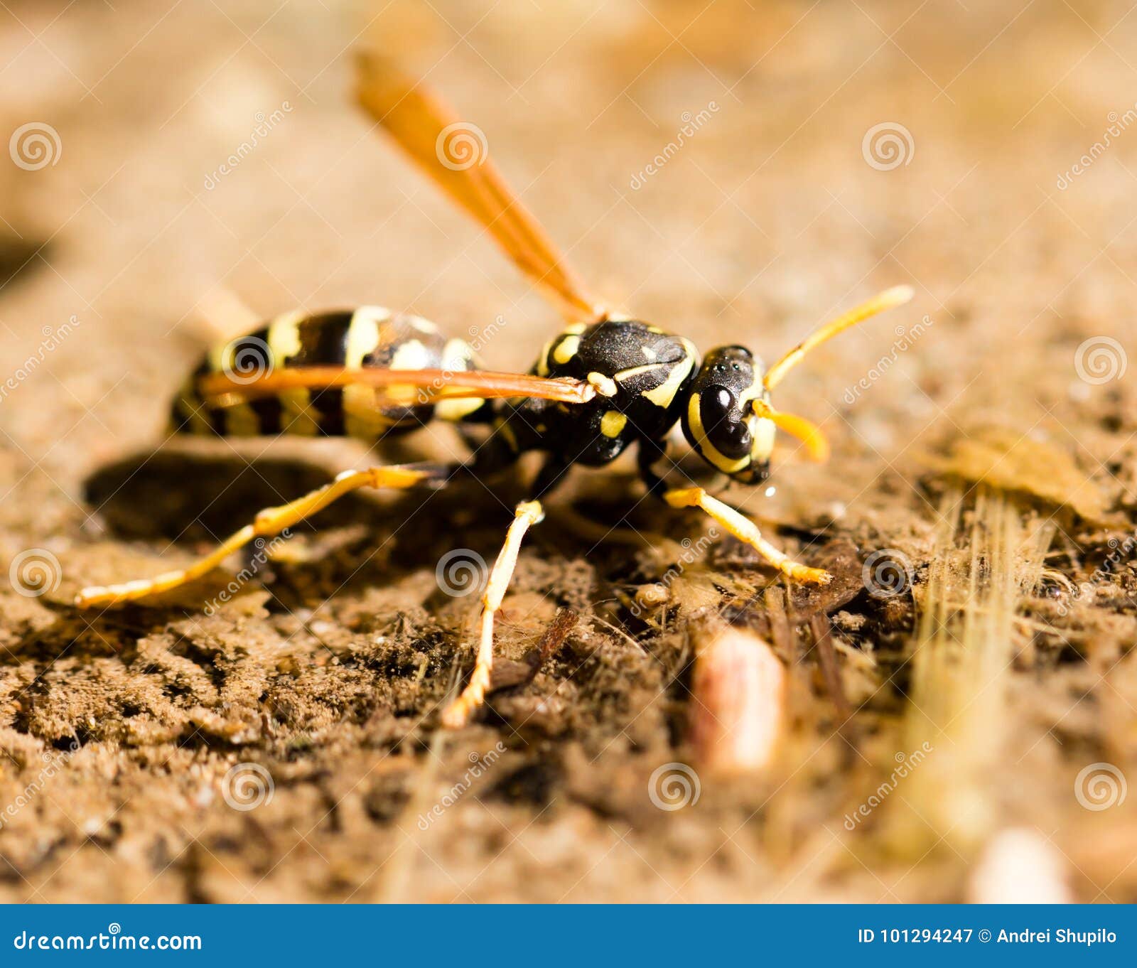 A Wasp on the Ground is Drinking Water Stock Image - Image of bristle ...