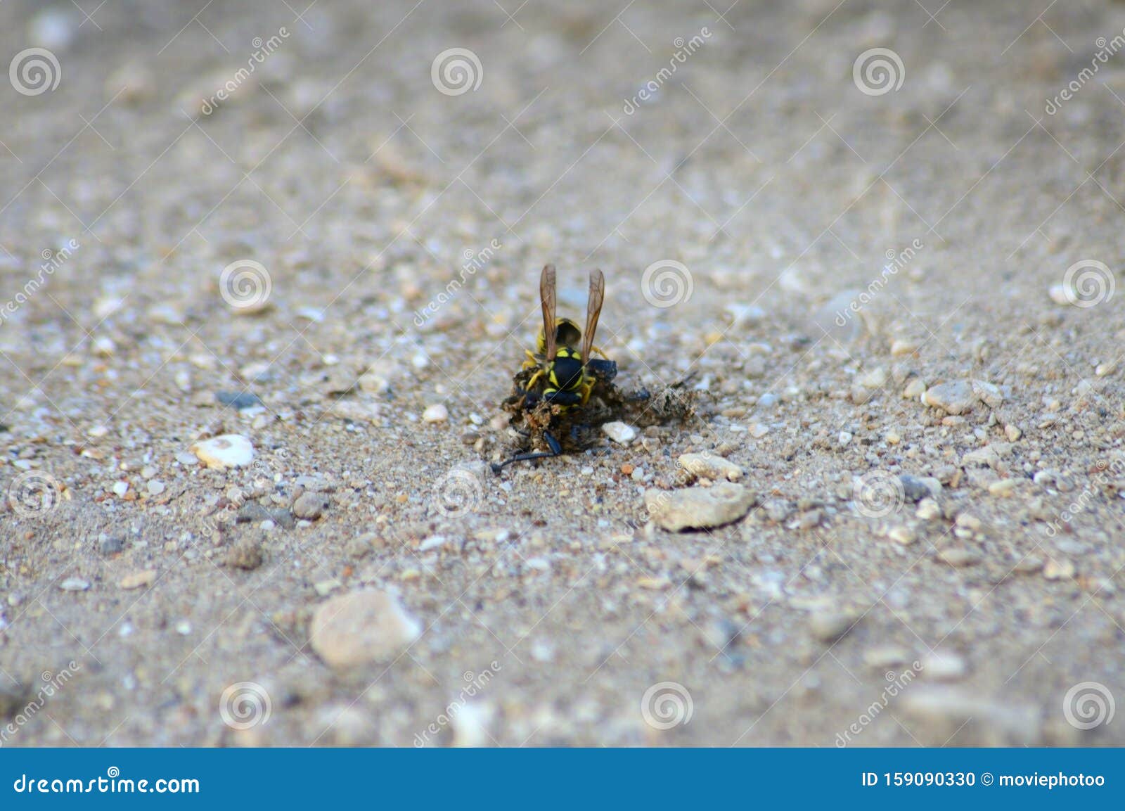 Wasp eating its prey stock photo. Image of hornet, macro - 159090330