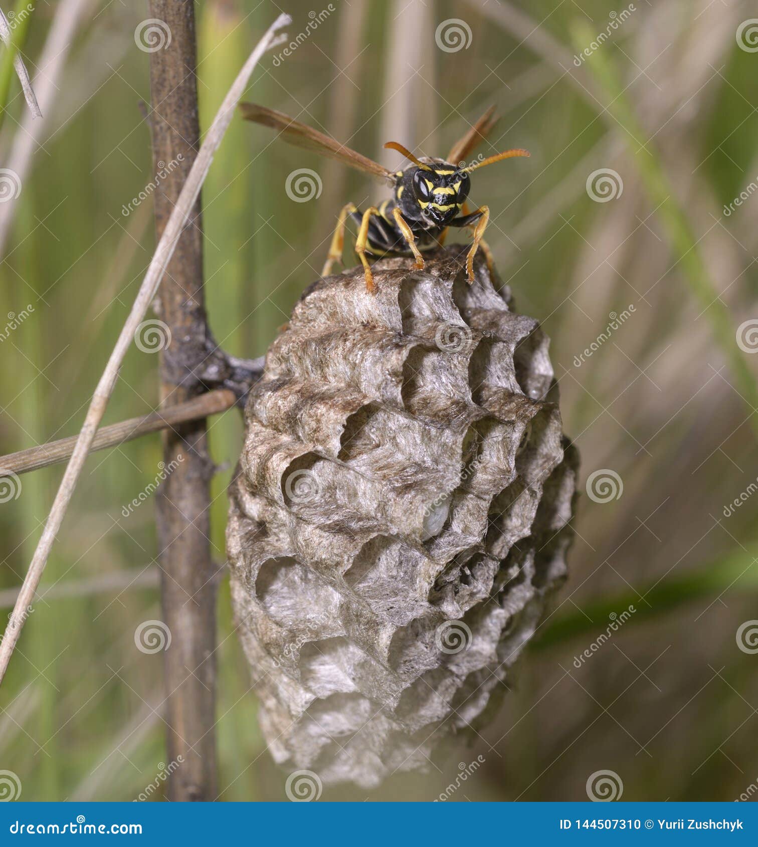 Wasp Guarding Its Nest, Combs, Stock Photo - Image of forest ...