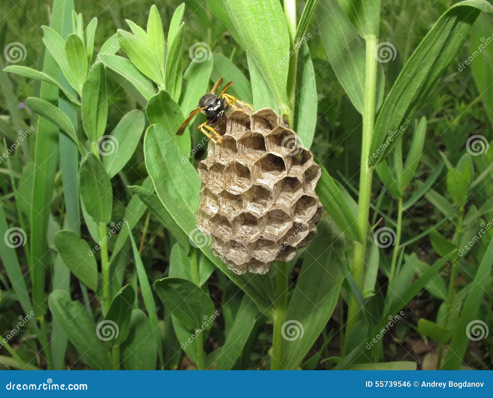 Wasp Guards Nest among the Grass Stock Photo - Image of insects, nest ...
