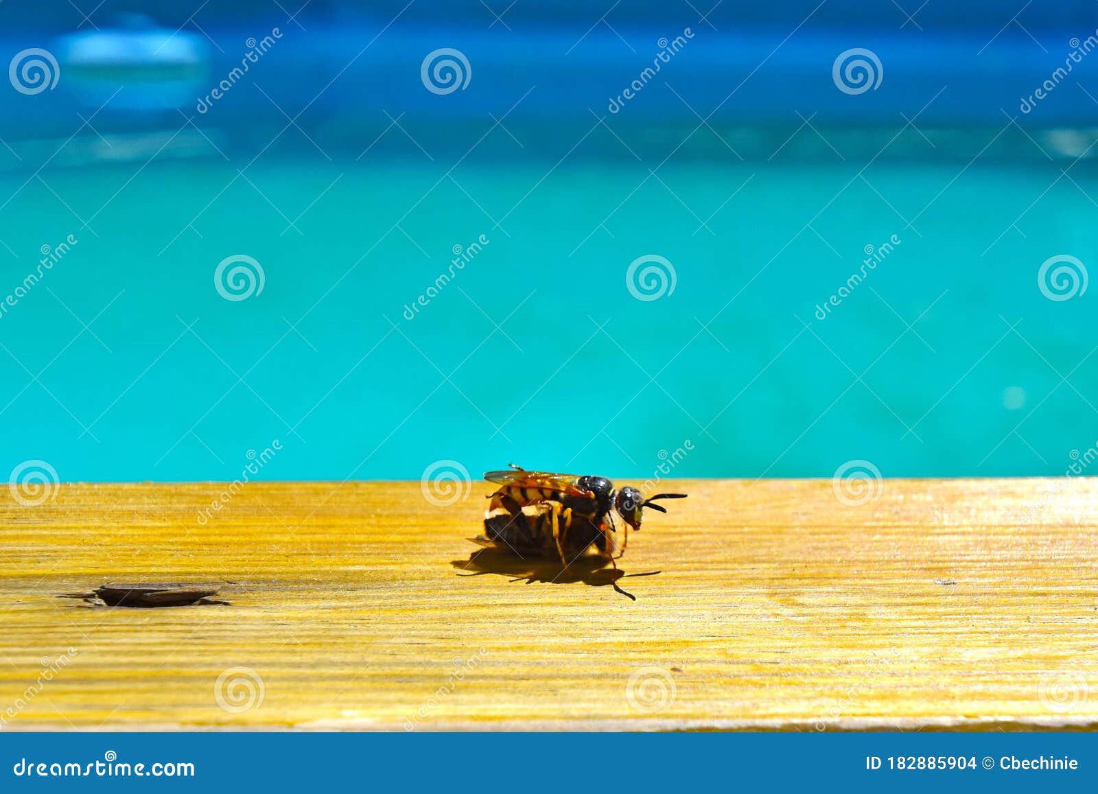 A Wasp that Has Captured a Bee and is Resting on the Edge of a Swimming ...
