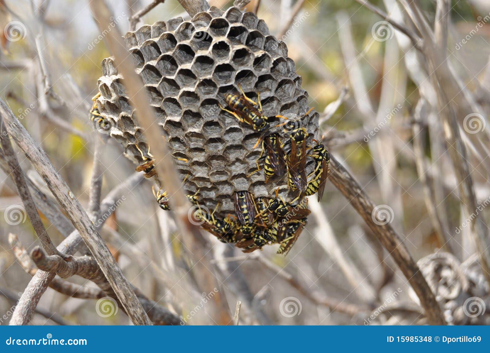 Wasp hive stock photo. Image of common, profitable, bite - 15985348