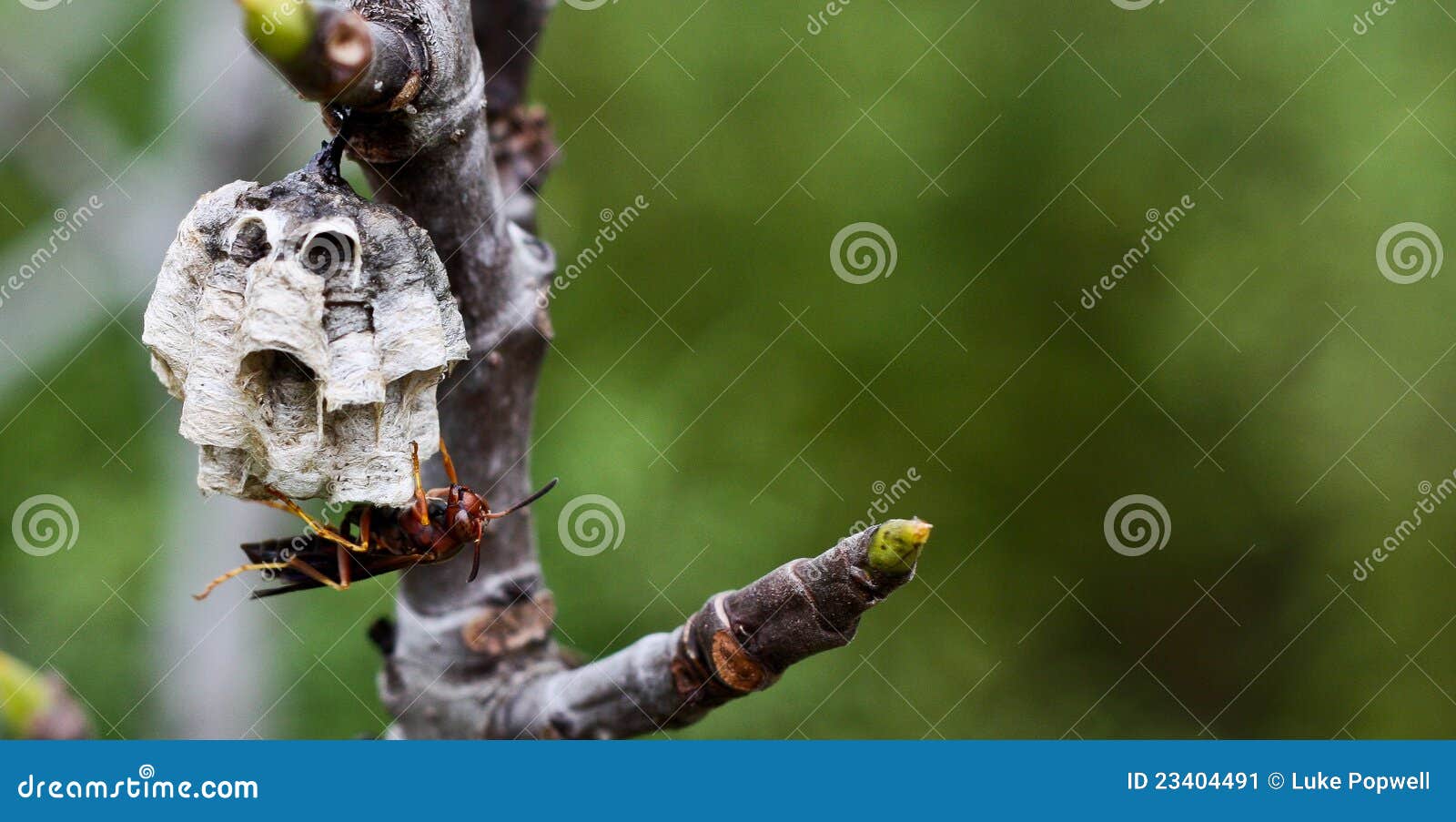 Wasp on Hive stock image. Image of pest, nest, nature - 23404491