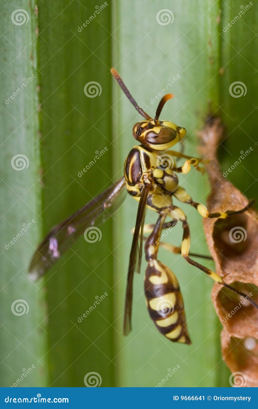Wasp on hive stock image. Image of closeup, eggs, foliage - 9666641