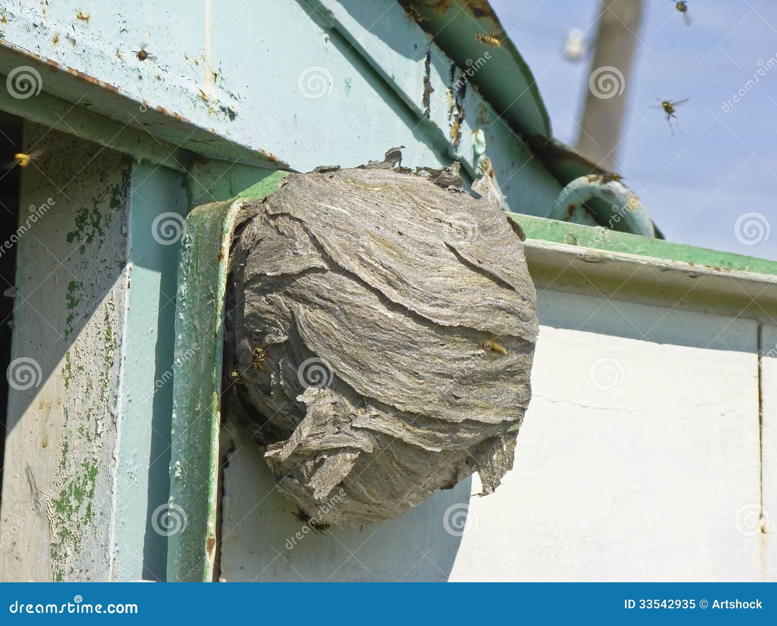 Wasp hive stock image. Image of pattern, flight, construction - 33542935