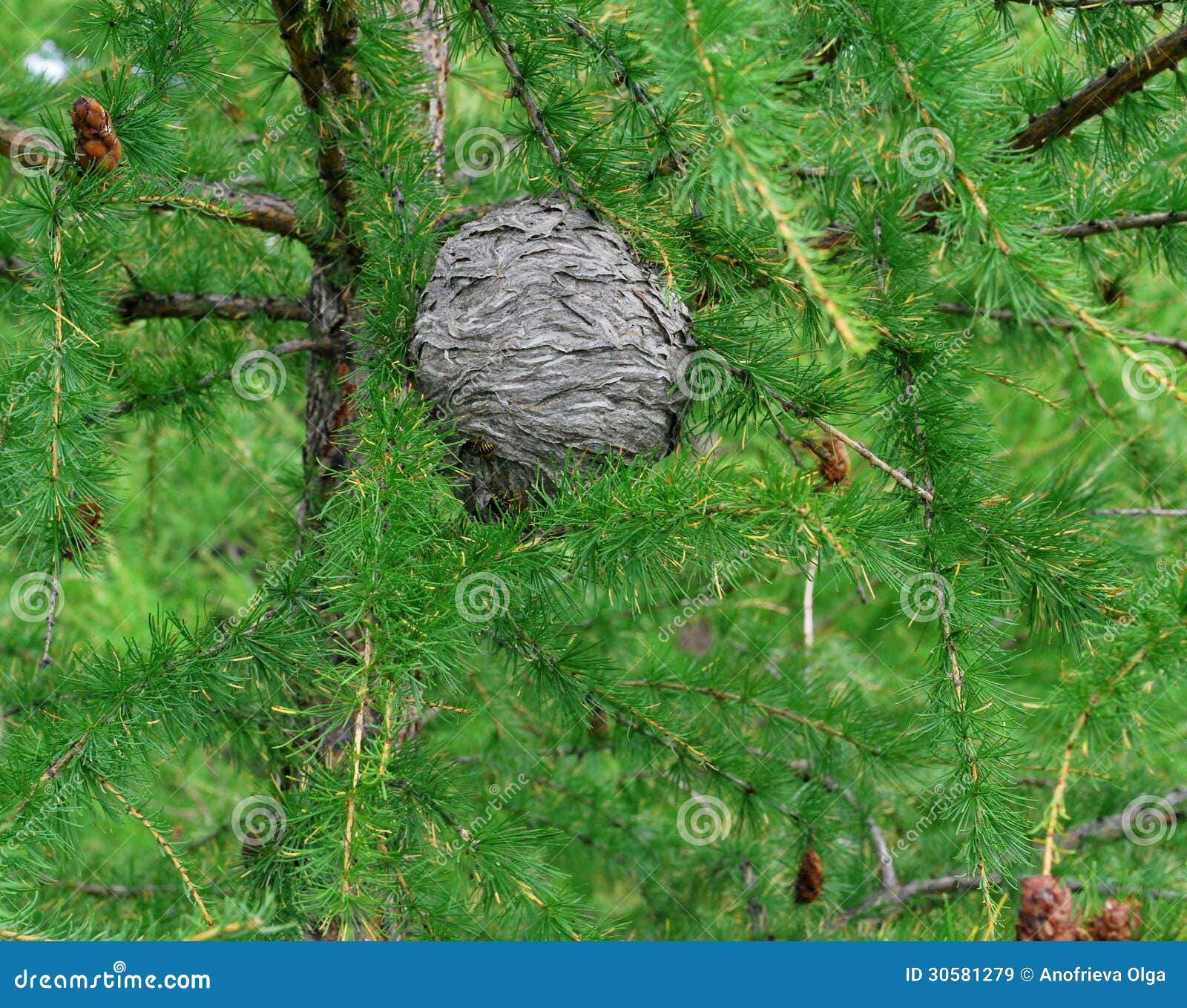 Wasp hive stock image. Image of wasp, wallpaper, sitting - 30581279