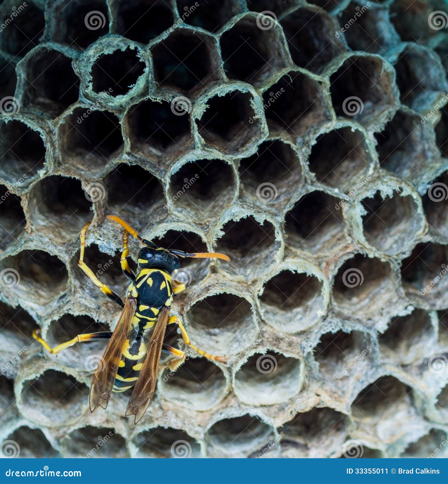 Wasp on hive stock image. Image of building, infestation - 33355011