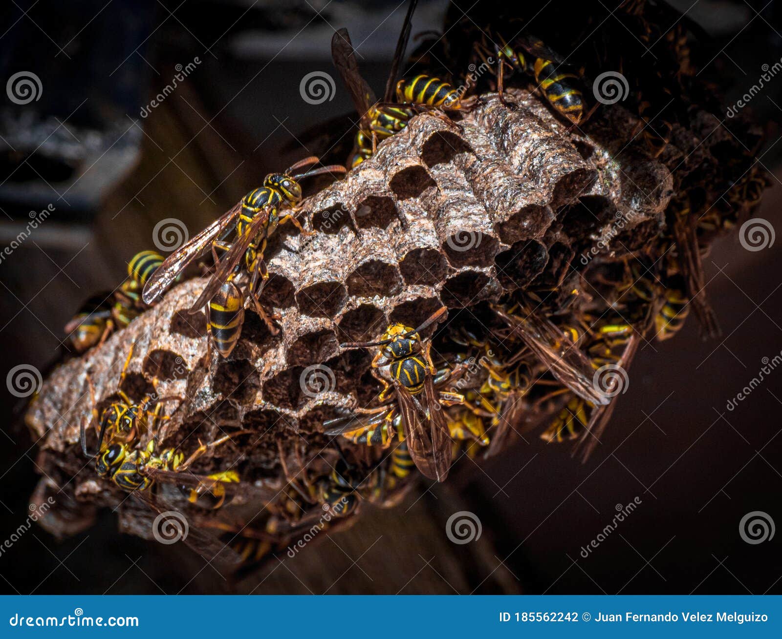 Wasp Hive Close Up stock photo. Image of biological - 185562242