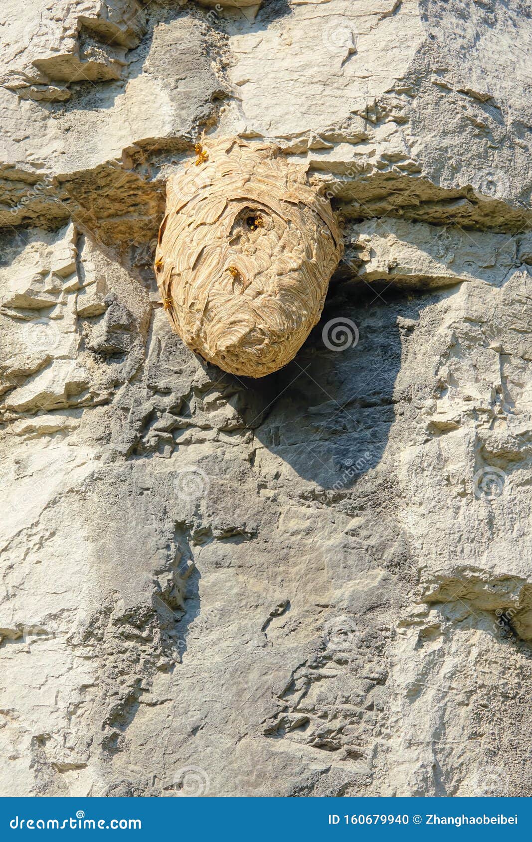 Wasp hive stock photo. Image of wildlife, wasp, animal - 160679940