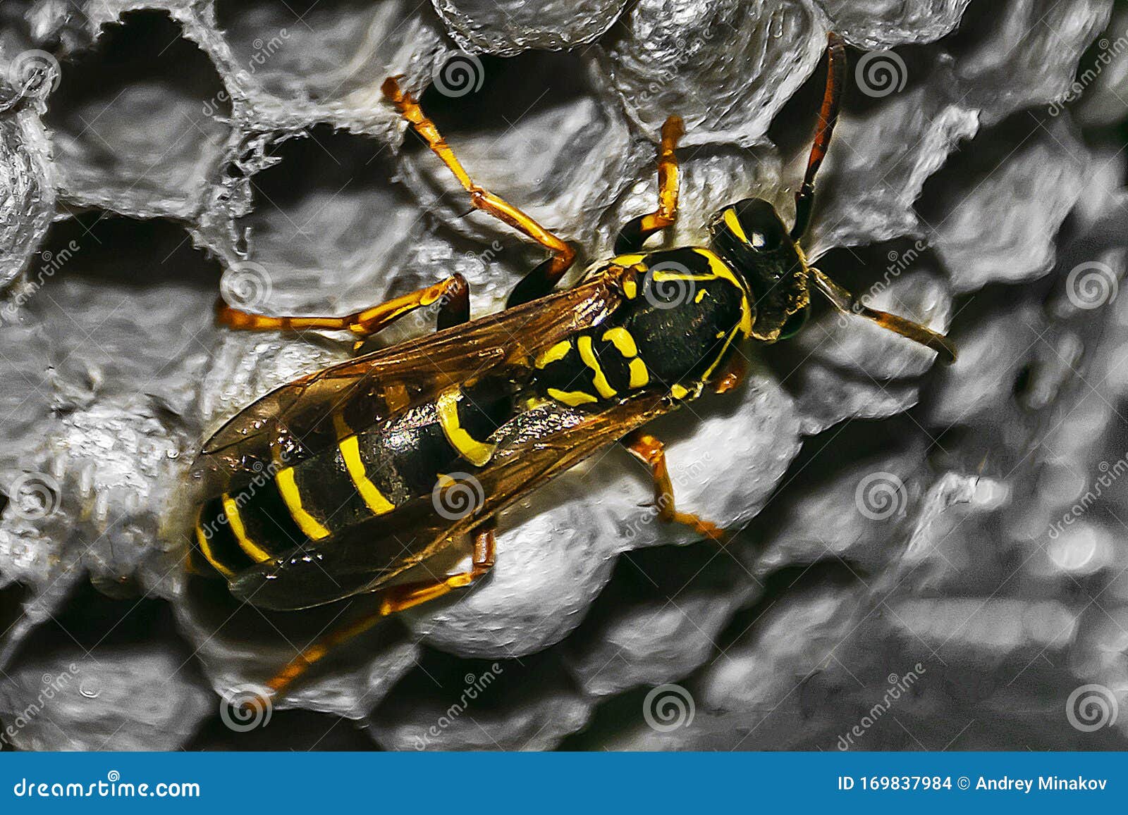 Wasp Hive One Wasp on it on Top View Stock Photo - Image of detail ...