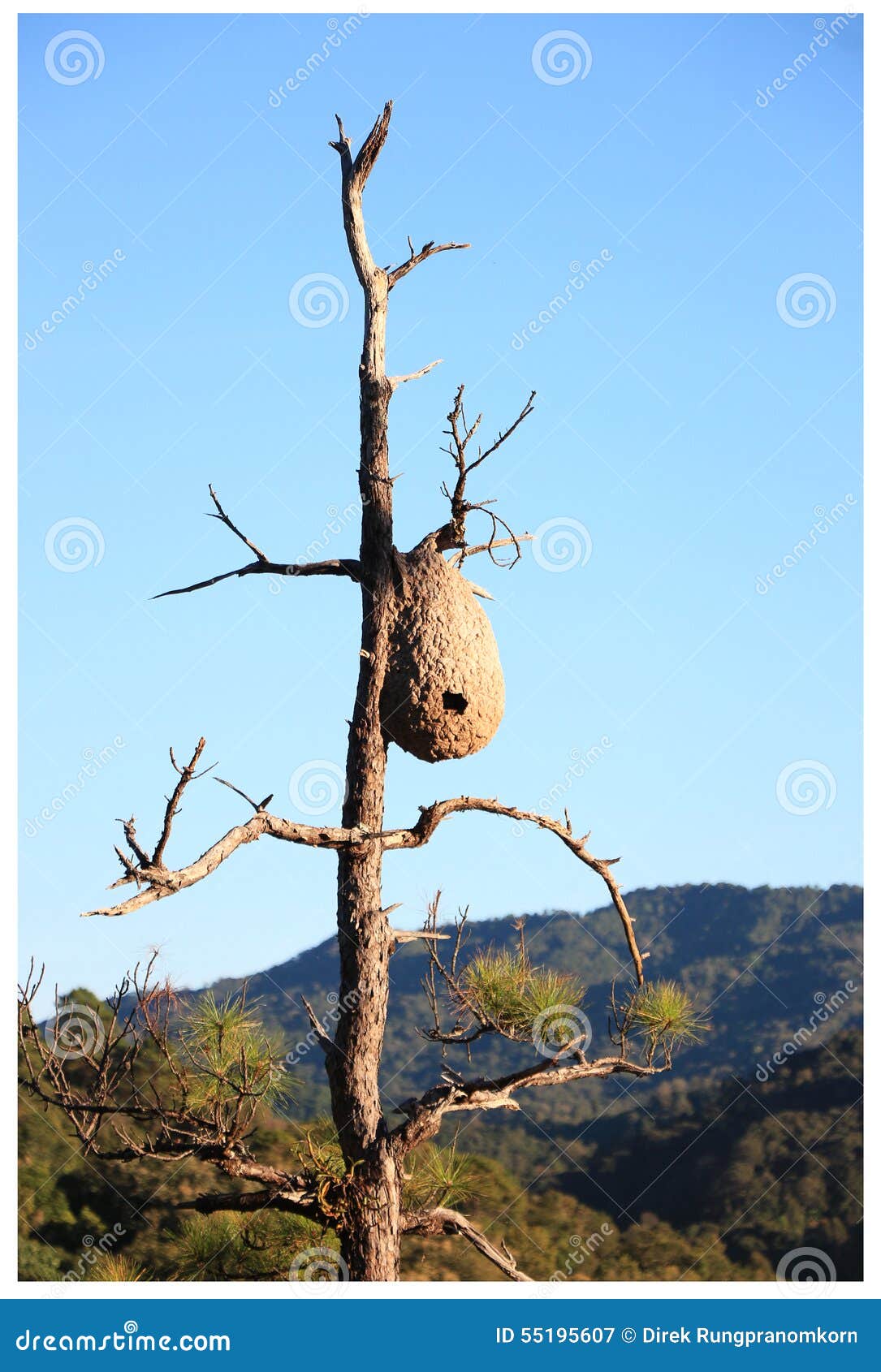 Wasp Hive stock image. Image of insects, wasp, spectacular - 55195607