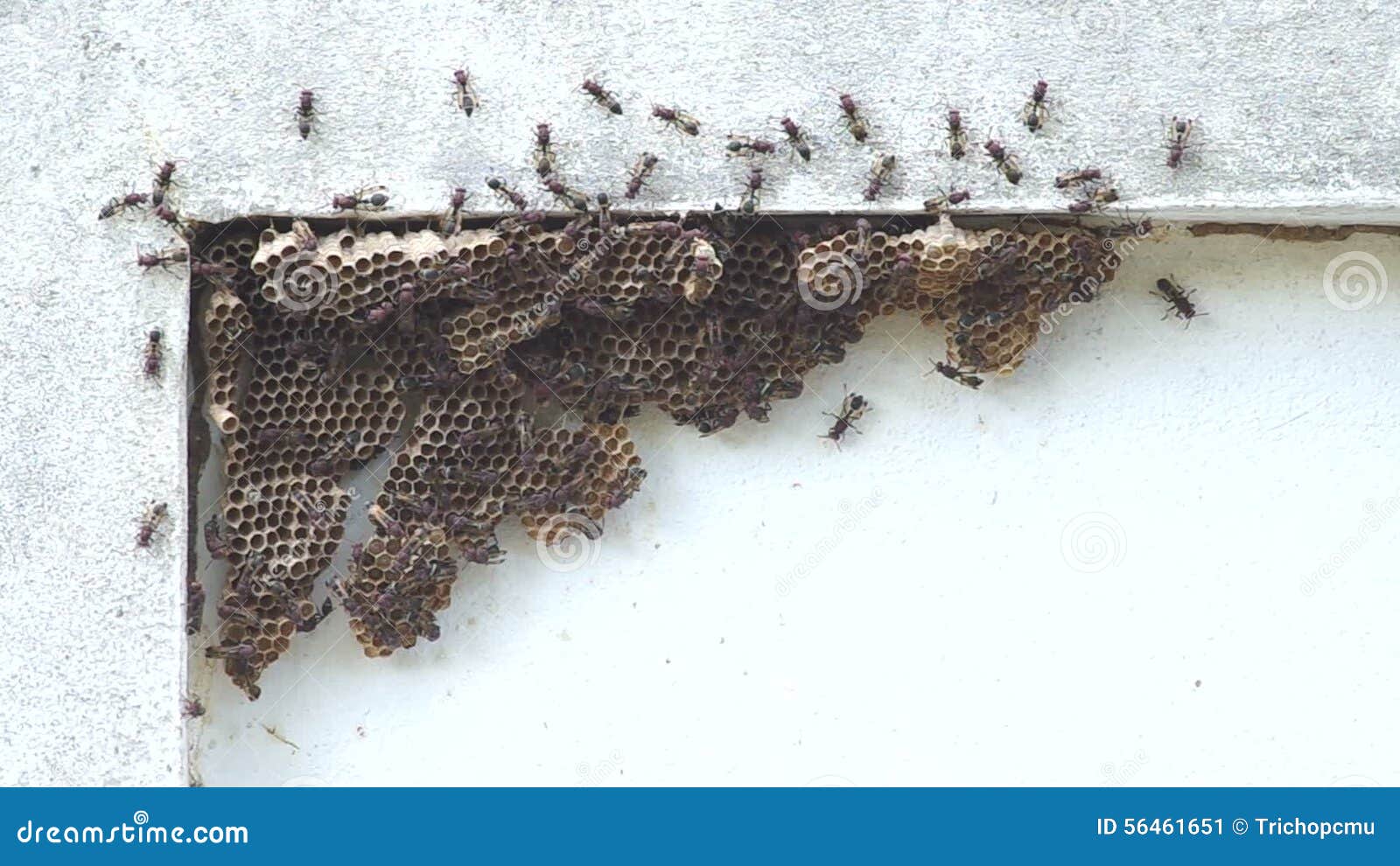 Wasp hive on the wall stock video. Video of arthropod - 56461651