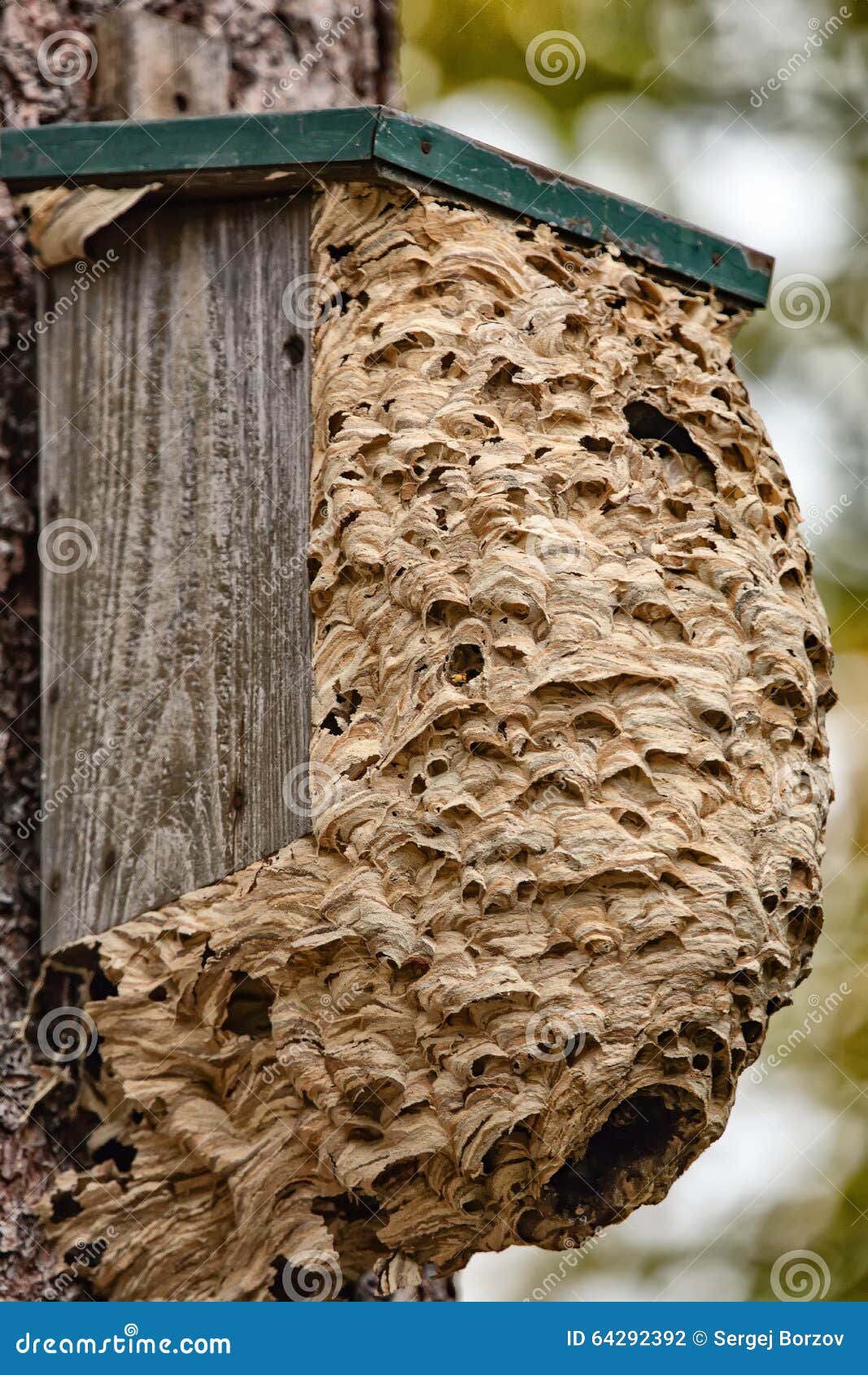 Wasp hive stock photo. Image of animal, detail, natural - 64292392