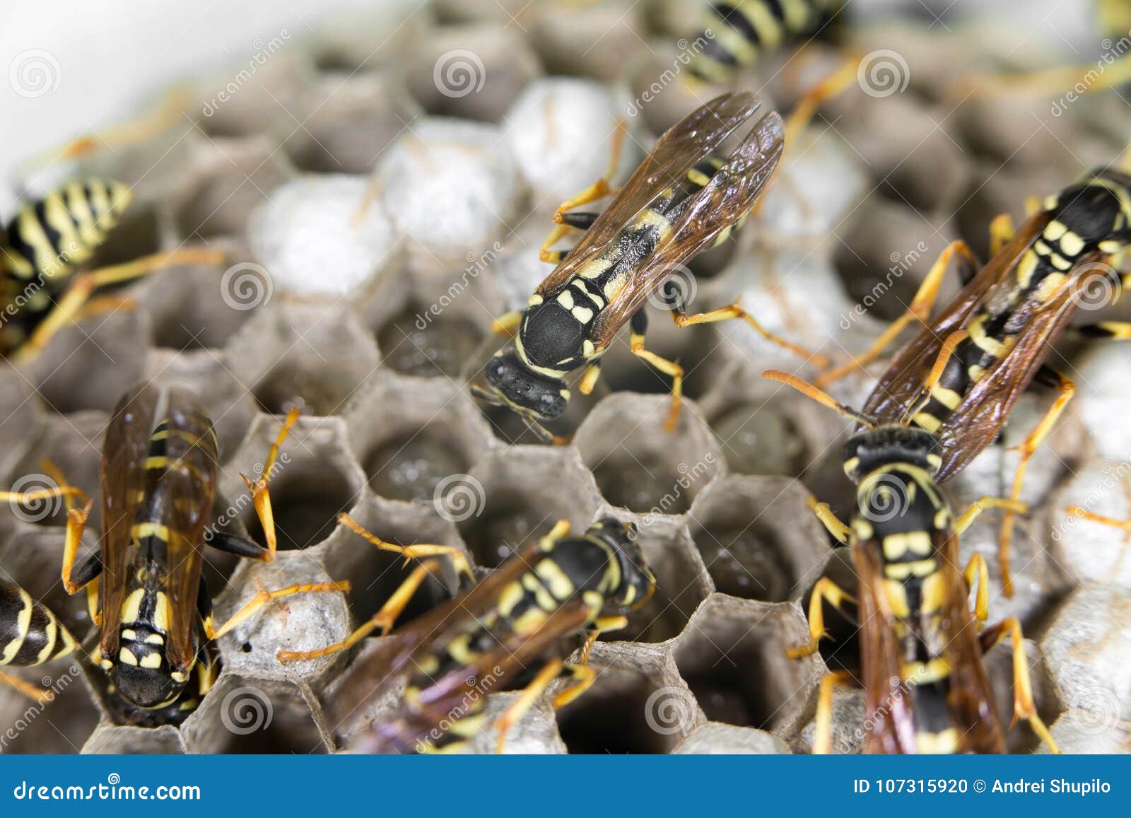Wasp on hives stock photo. Image of black, striped, summer - 107315920