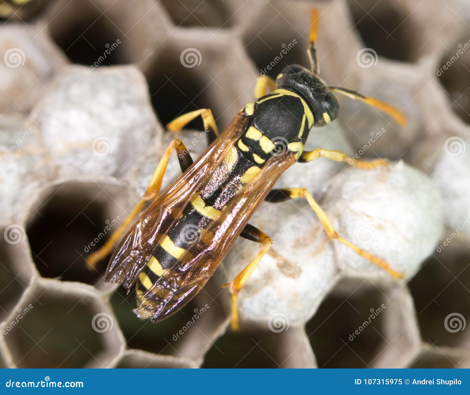 Wasp on hives stock image. Image of white, honeycomb - 107315975