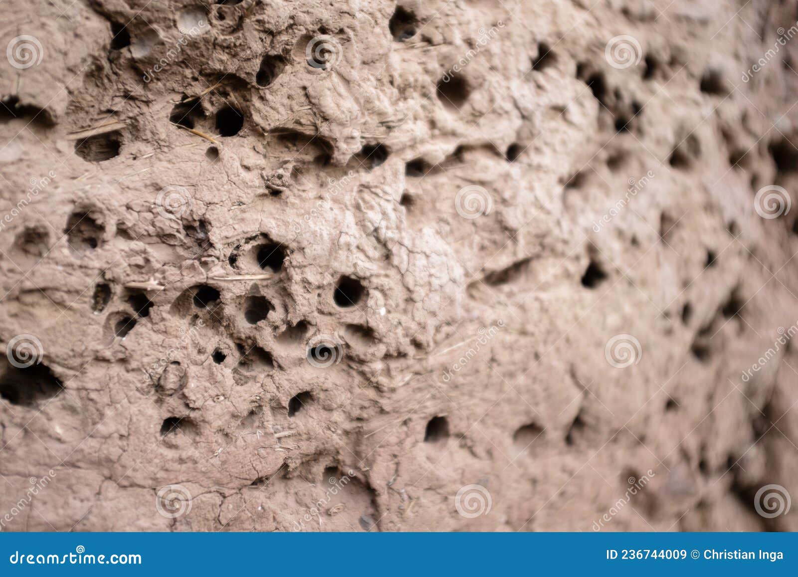 Wasp Holes in a Mud Wall Used As Nest. Stock Image - Image of habitat ...