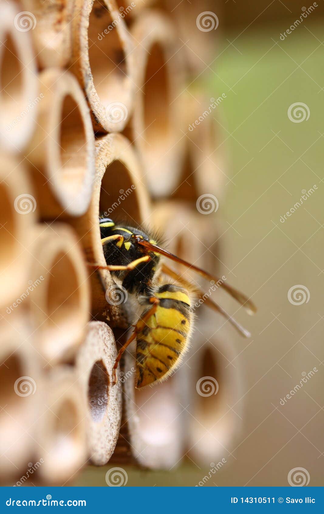 Wasp house stock image. Image of wild, wasp, house, animal - 14310511