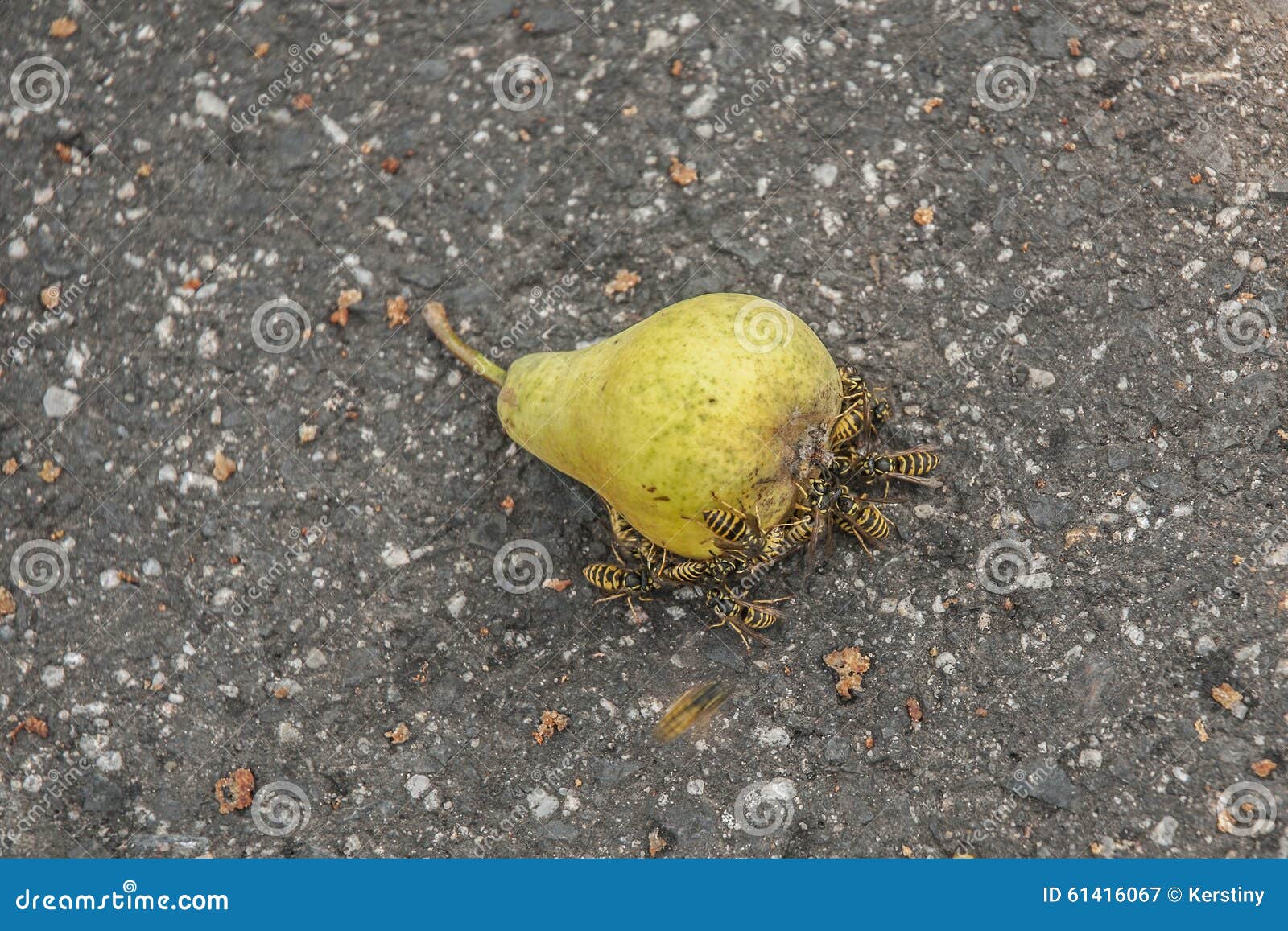Wasp stock image. Image of wasp, pear, insect, fruit - 61416067