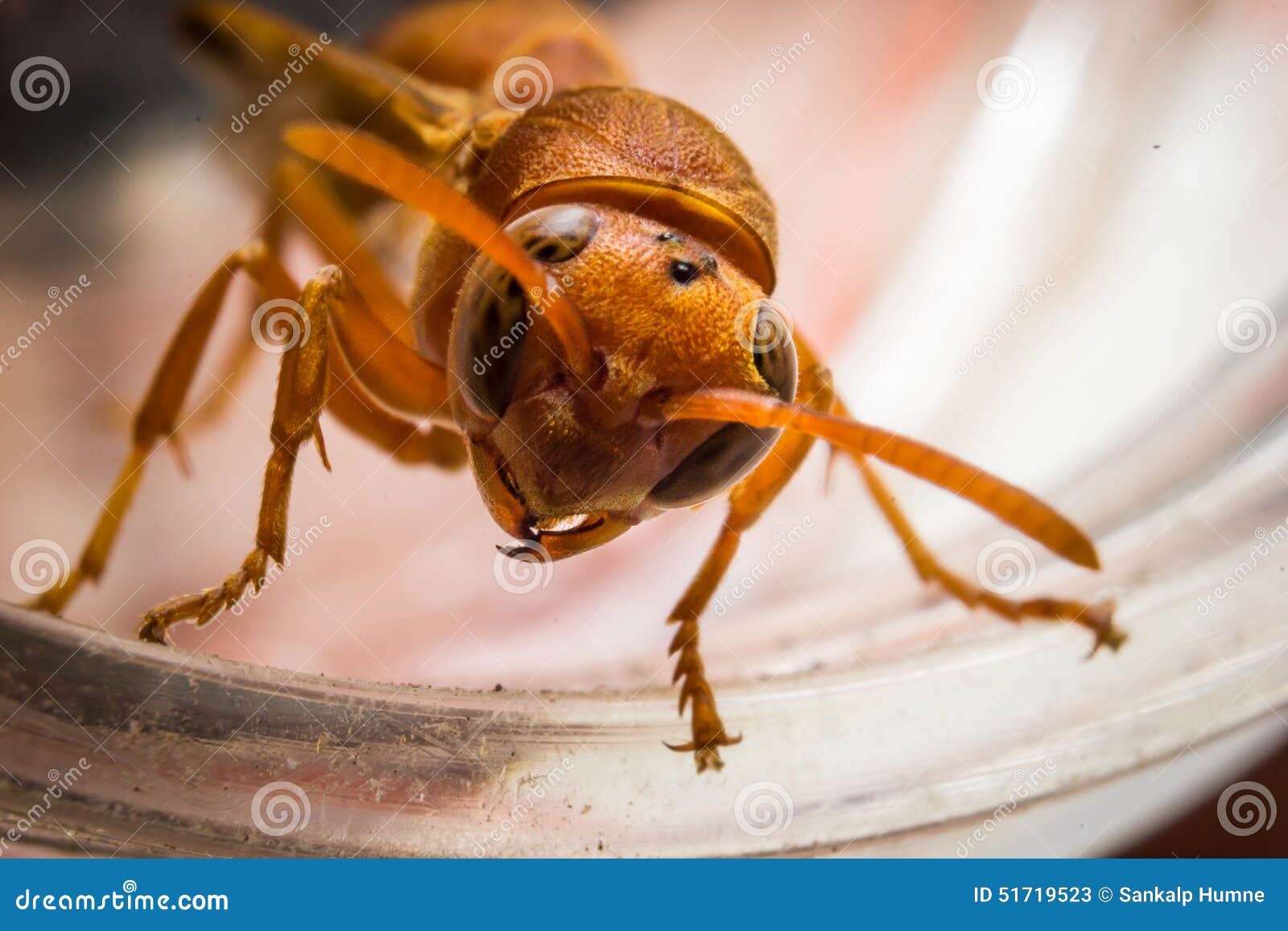 Wasp stock image. Image of tentacles, eyes, wasp, orange - 51719523