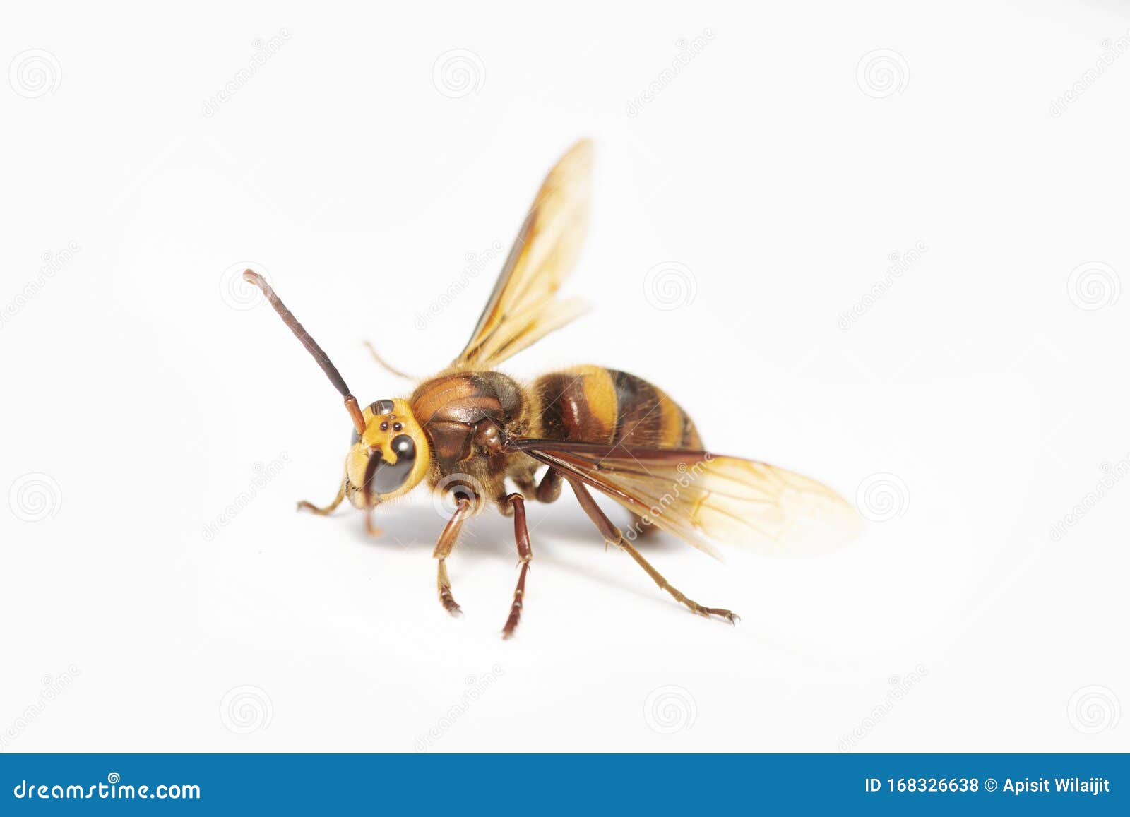 Wasp on White Background. stock photo. Image of forest - 168326638