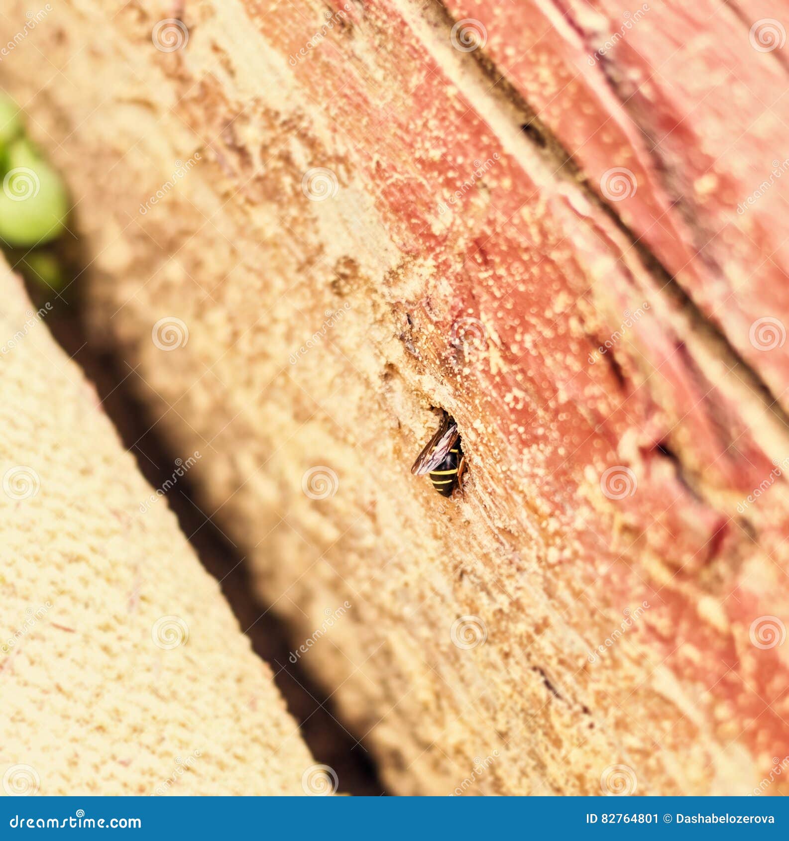 Wasp inside hole stock image. Image of animal, wildlife - 82764801