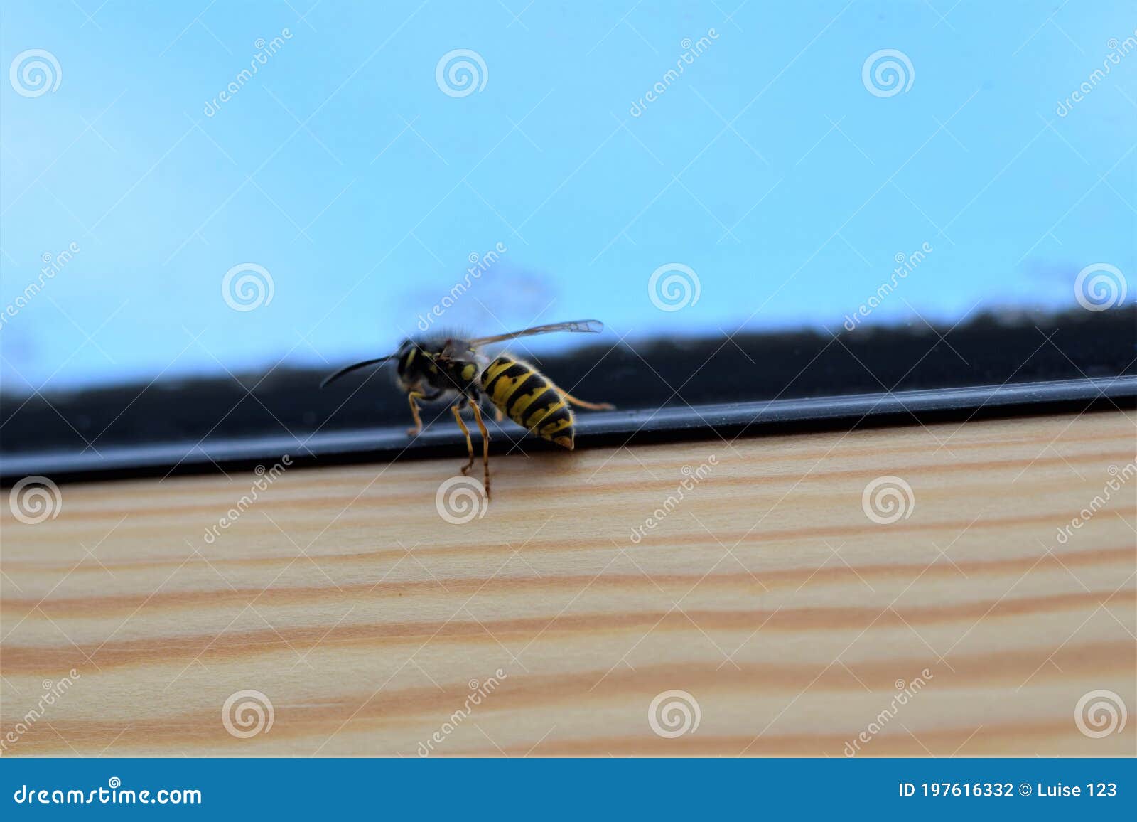 Wasp on the Inside of a Window Frame Stock Photo - Image of dangerous ...