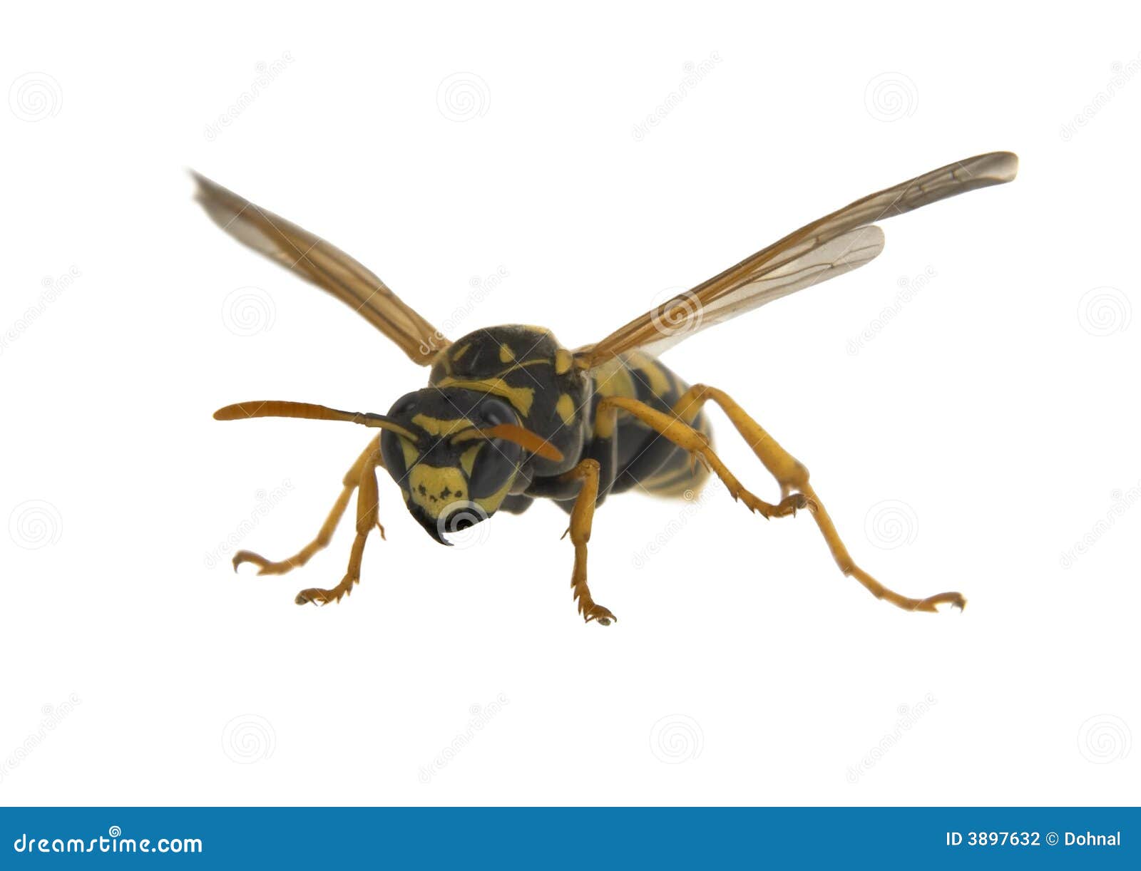 Wasp -isolated stock photo. Image of plants, antenna, hazardous - 3897632