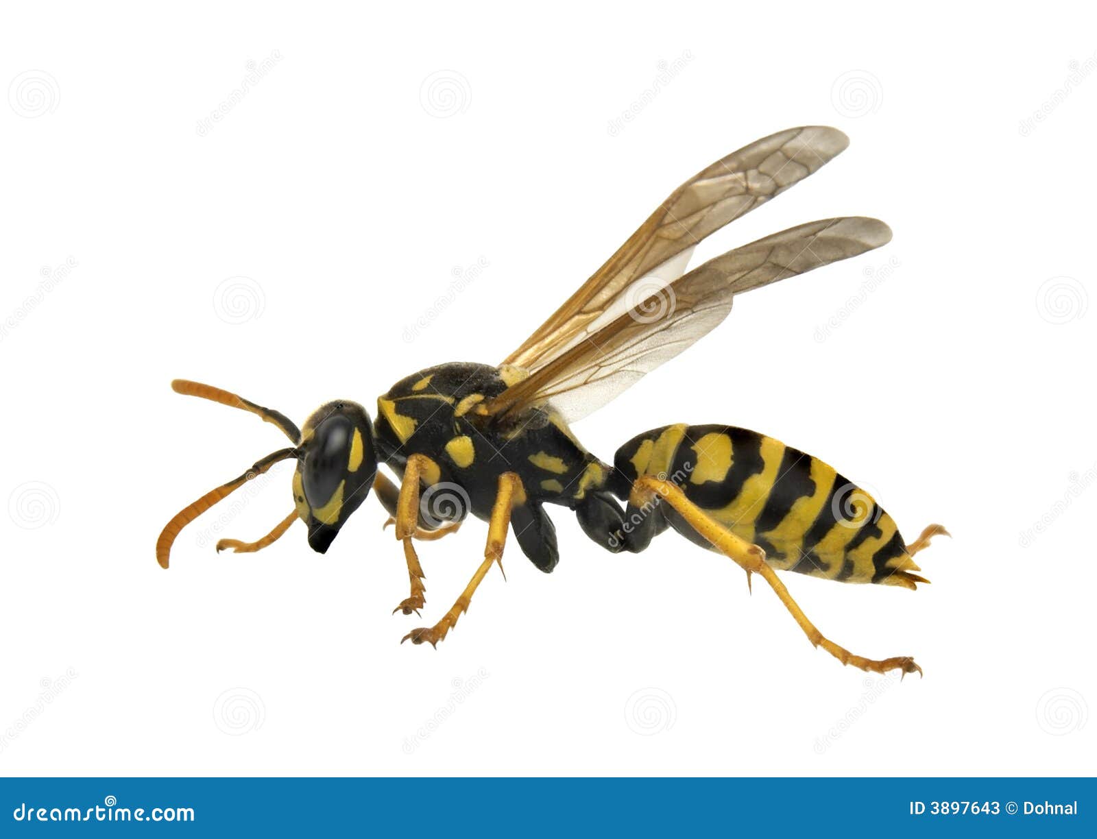 363 Hives Isolated Stock Photos - Free & Royalty-Free Stock Photos from ...