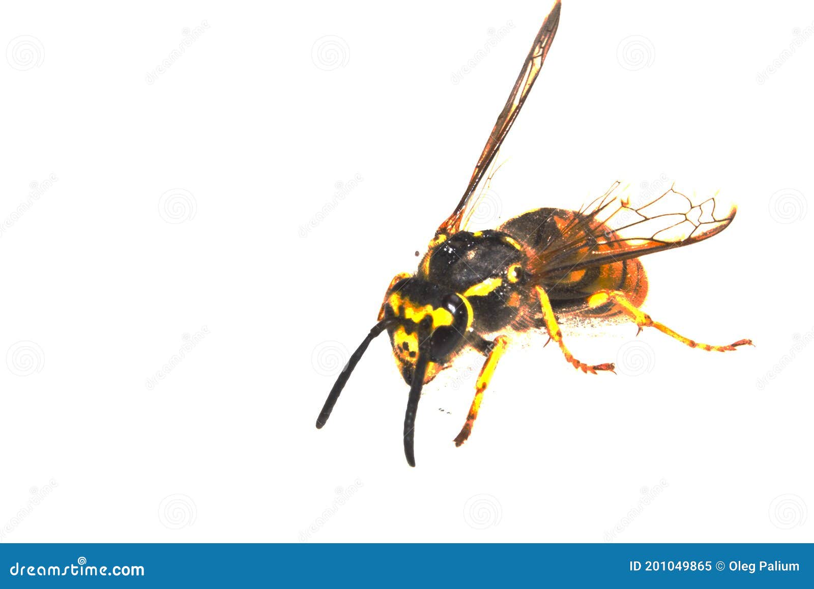 Wasp Isolated on White Background Stock Image - Image of closeup ...